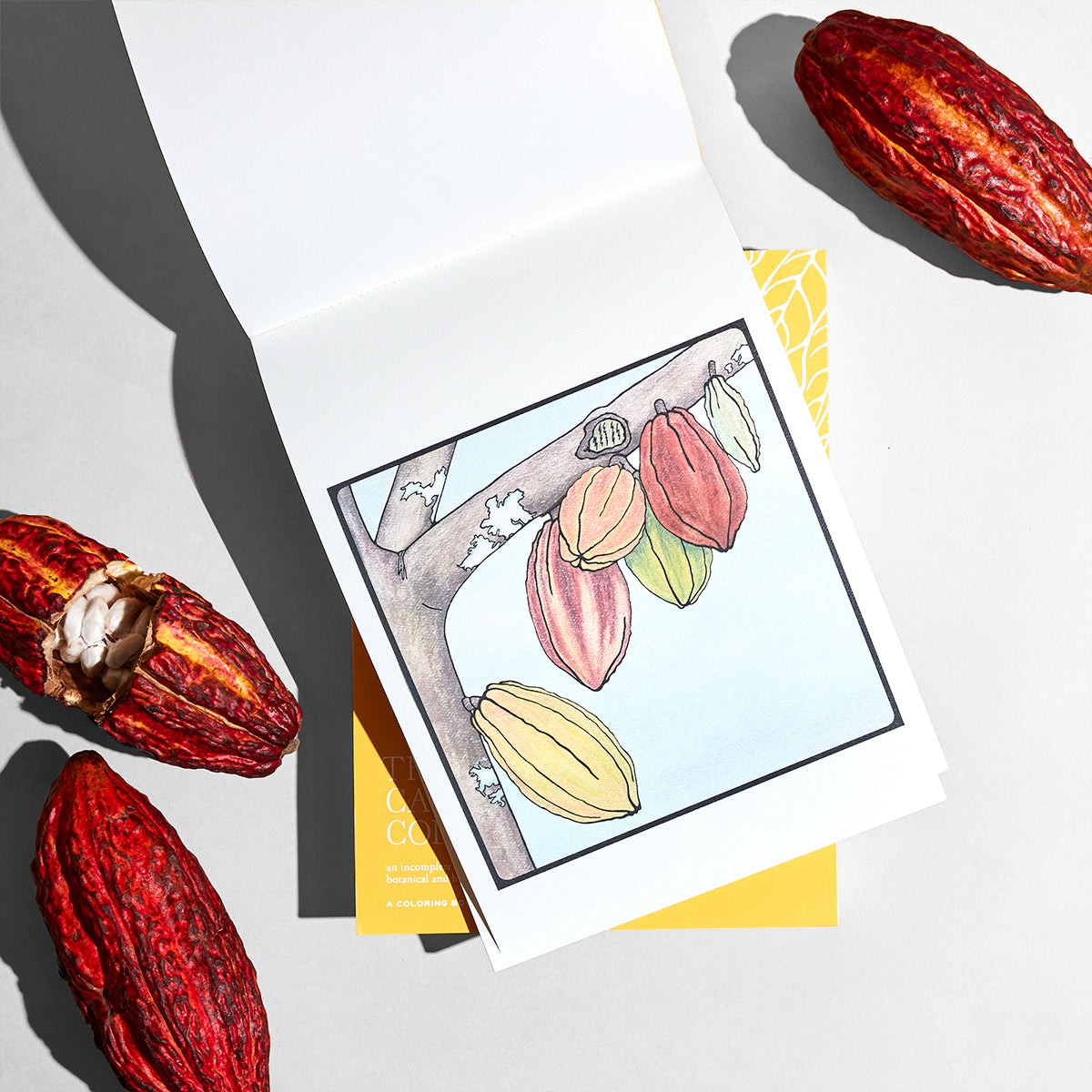 The Cacao Coloring Book By Dawn Dean – Dandelion Chocolate