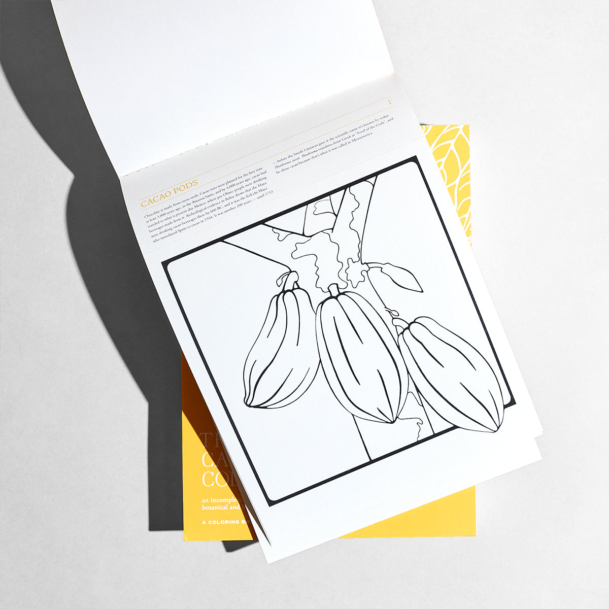 The Cacao Coloring Book By Dawn Dean – Dandelion Chocolate