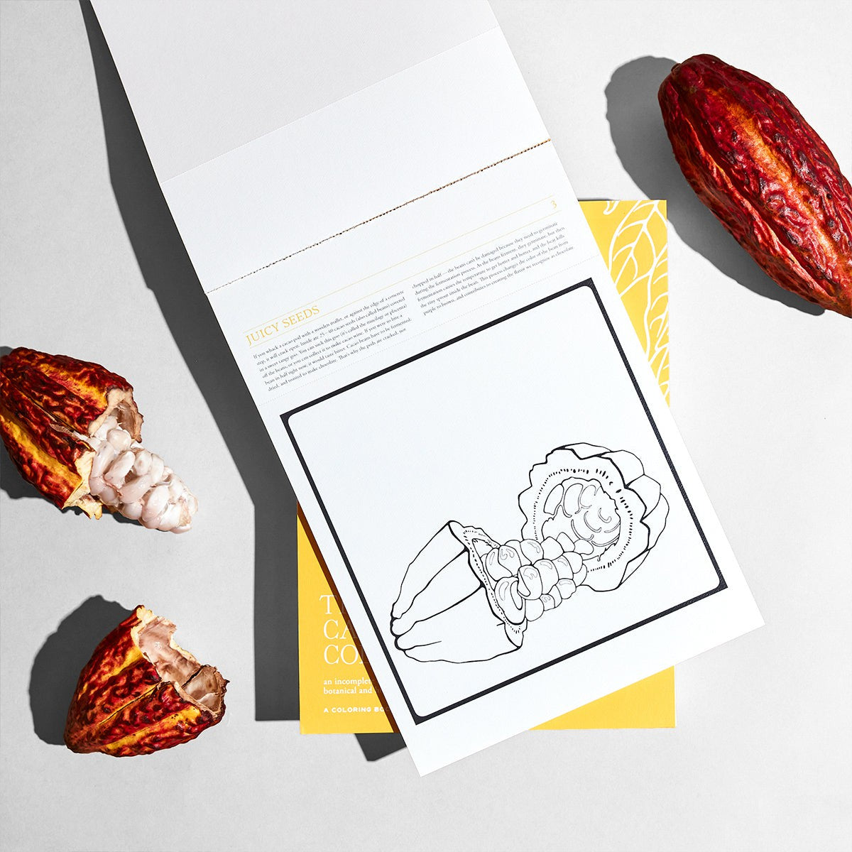 The Cacao Coloring Book By Dawn Dean – Dandelion Chocolate
